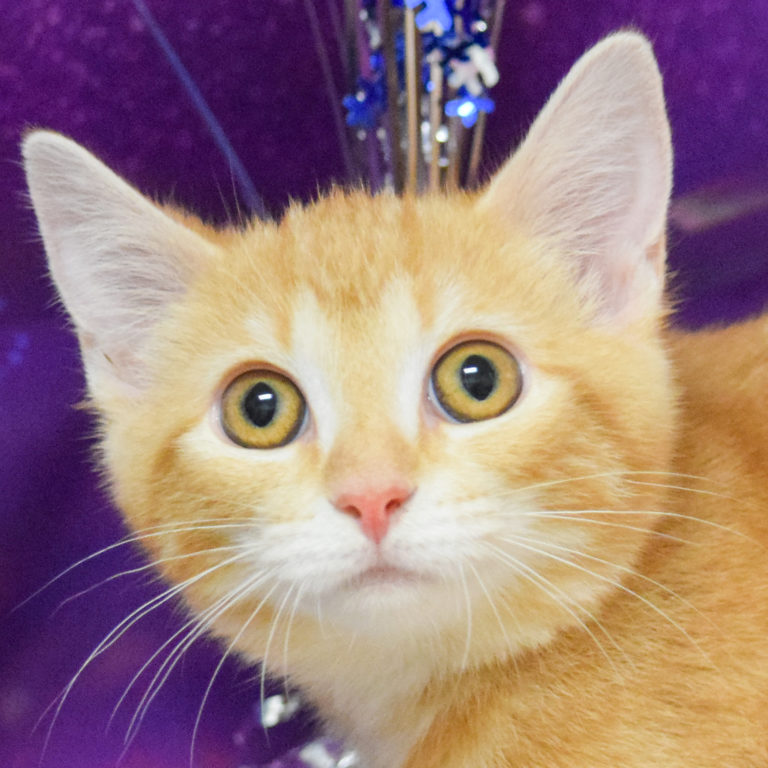 Lyn - Animal House Shelter