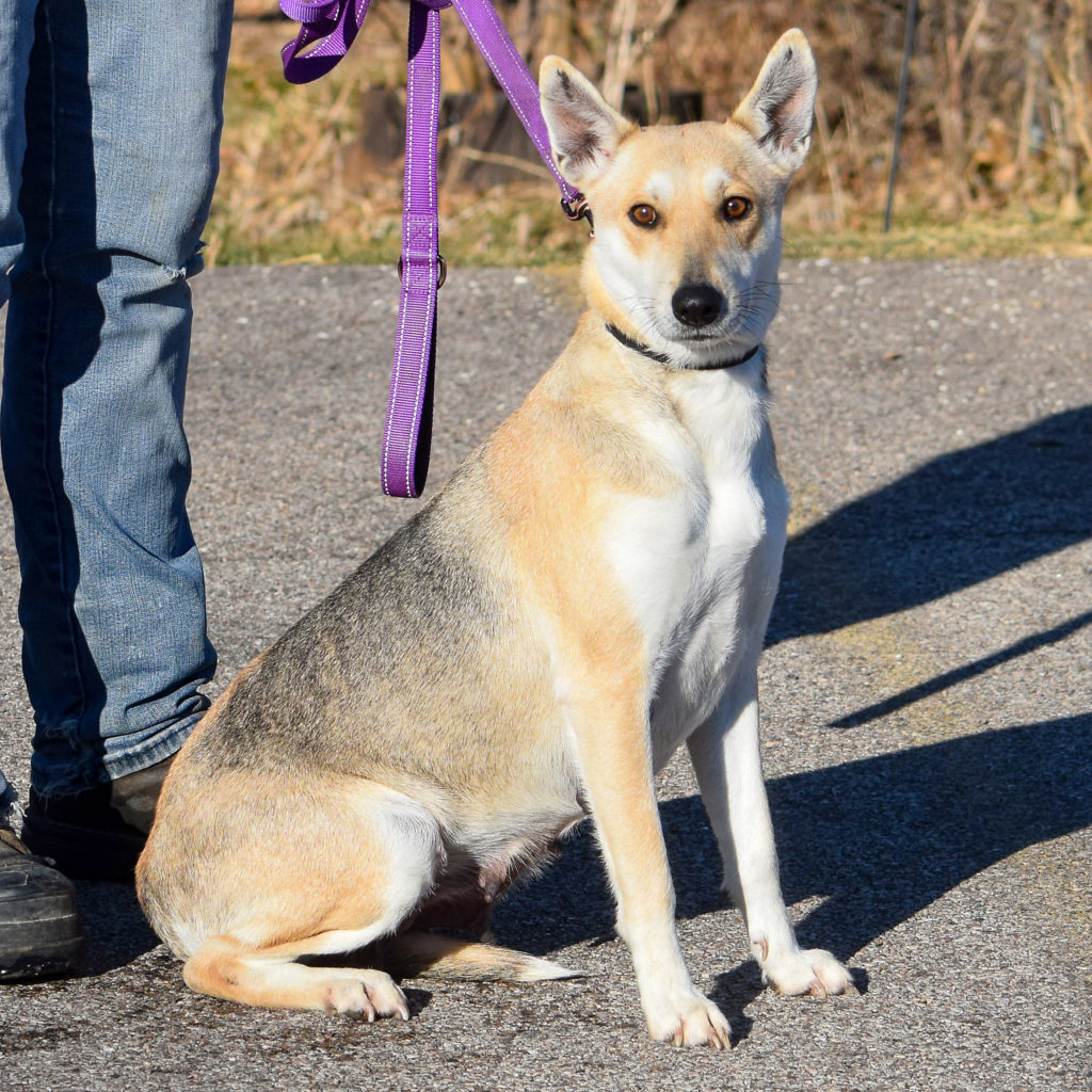 Malibu - Animal House Shelter