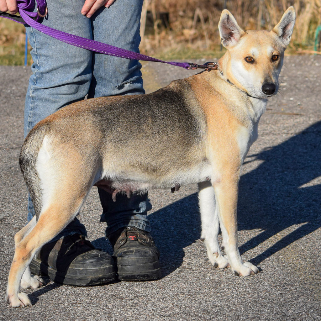 Malibu - Animal House Shelter