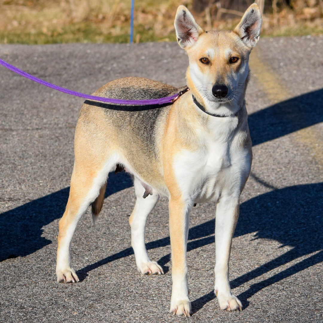 Malibu - Animal House Shelter