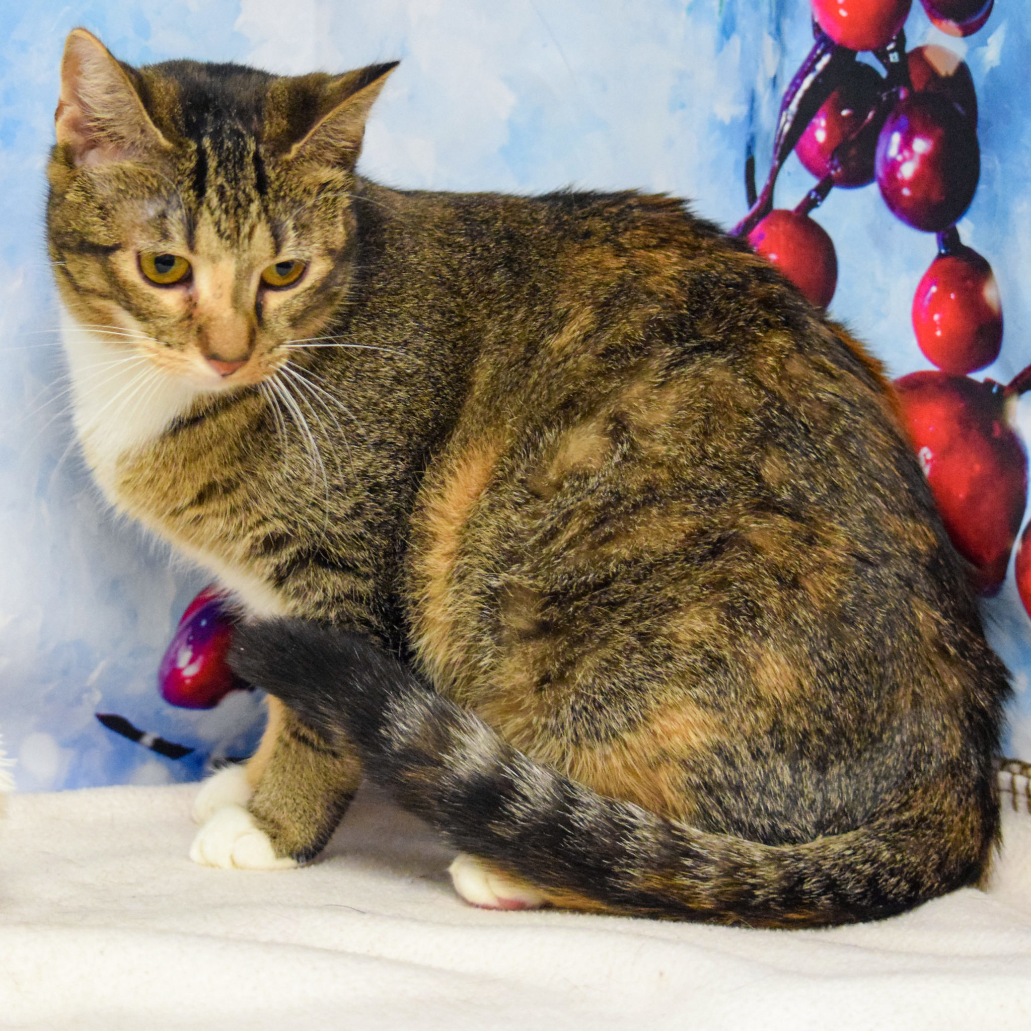 Neptune - Animal House Shelter