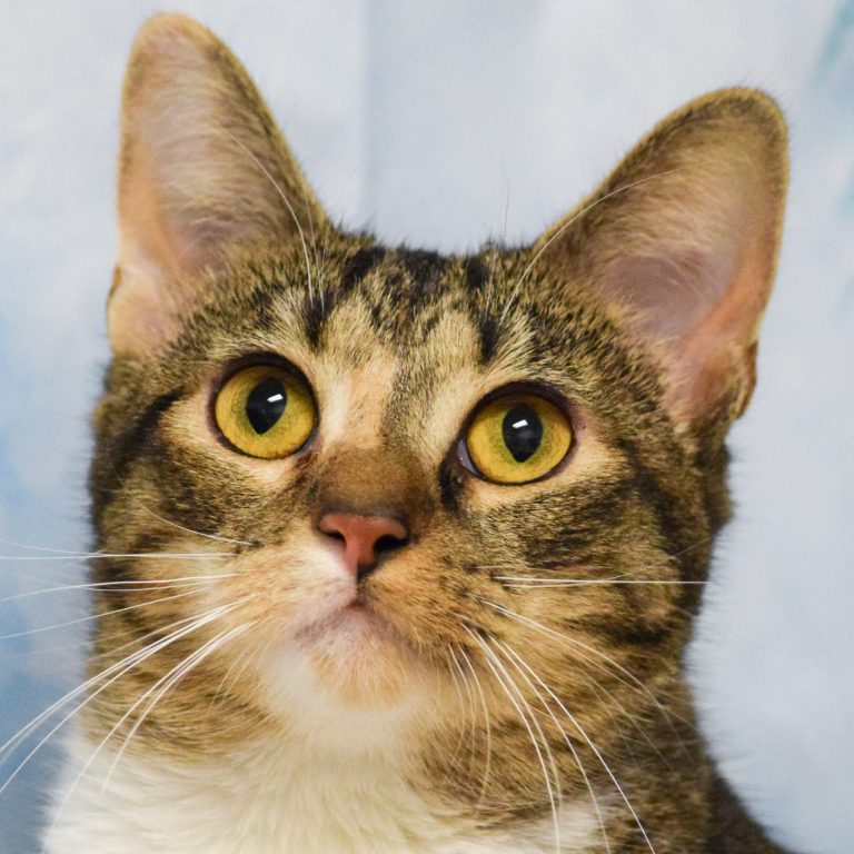 Neptune - Animal House Shelter