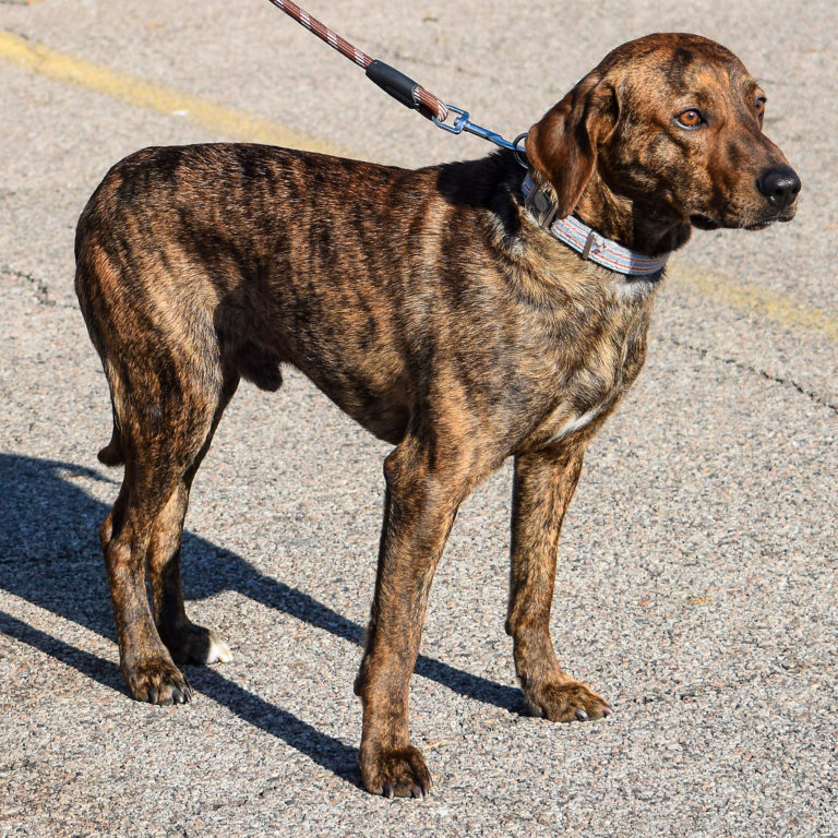 Plank - Animal House Shelter