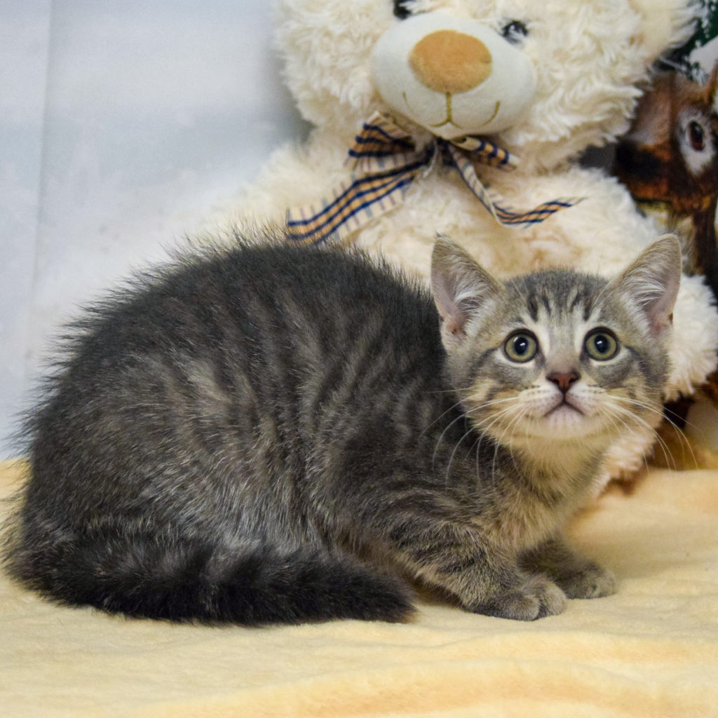 Prancer - Animal House Shelter