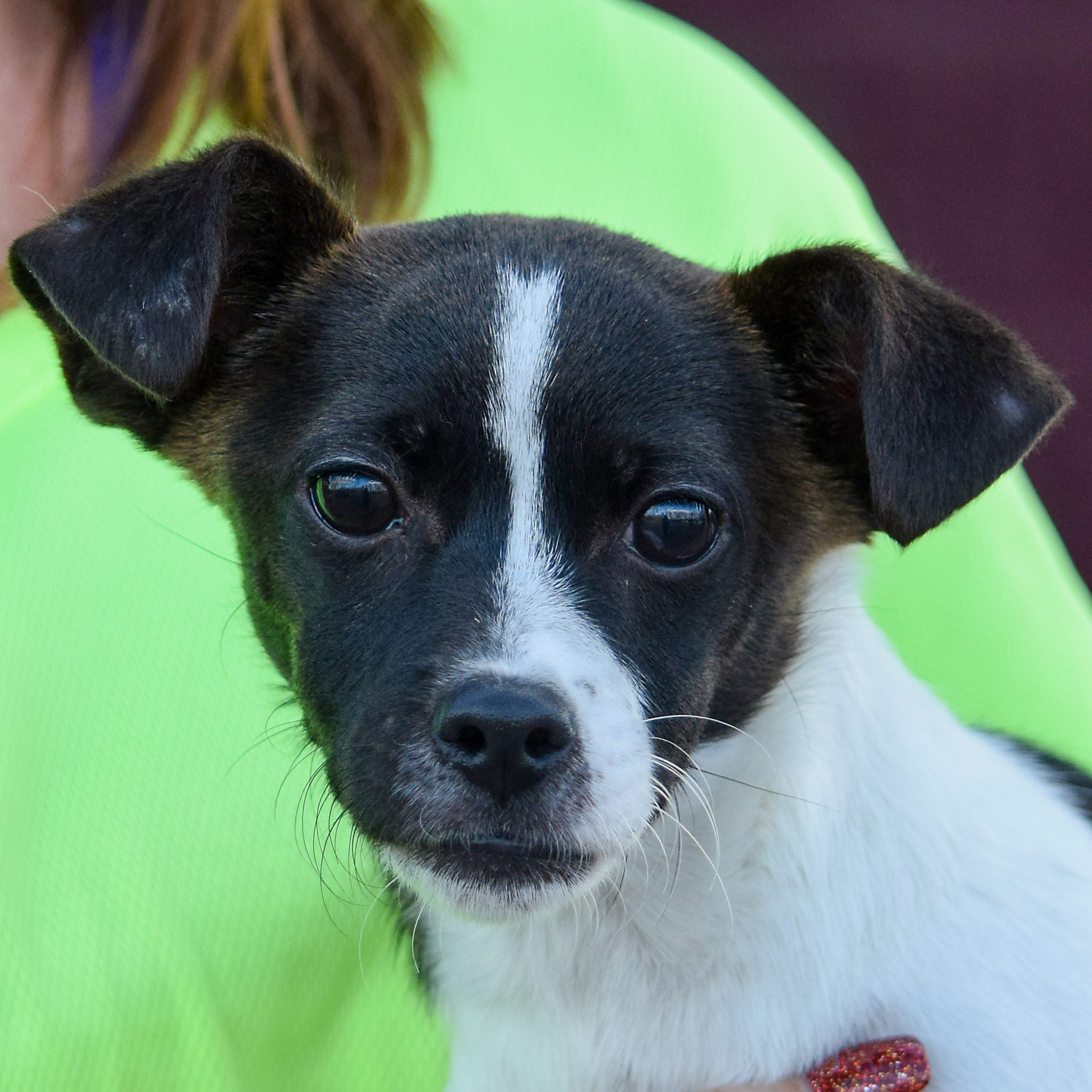 Malcolm - Animal House Shelter