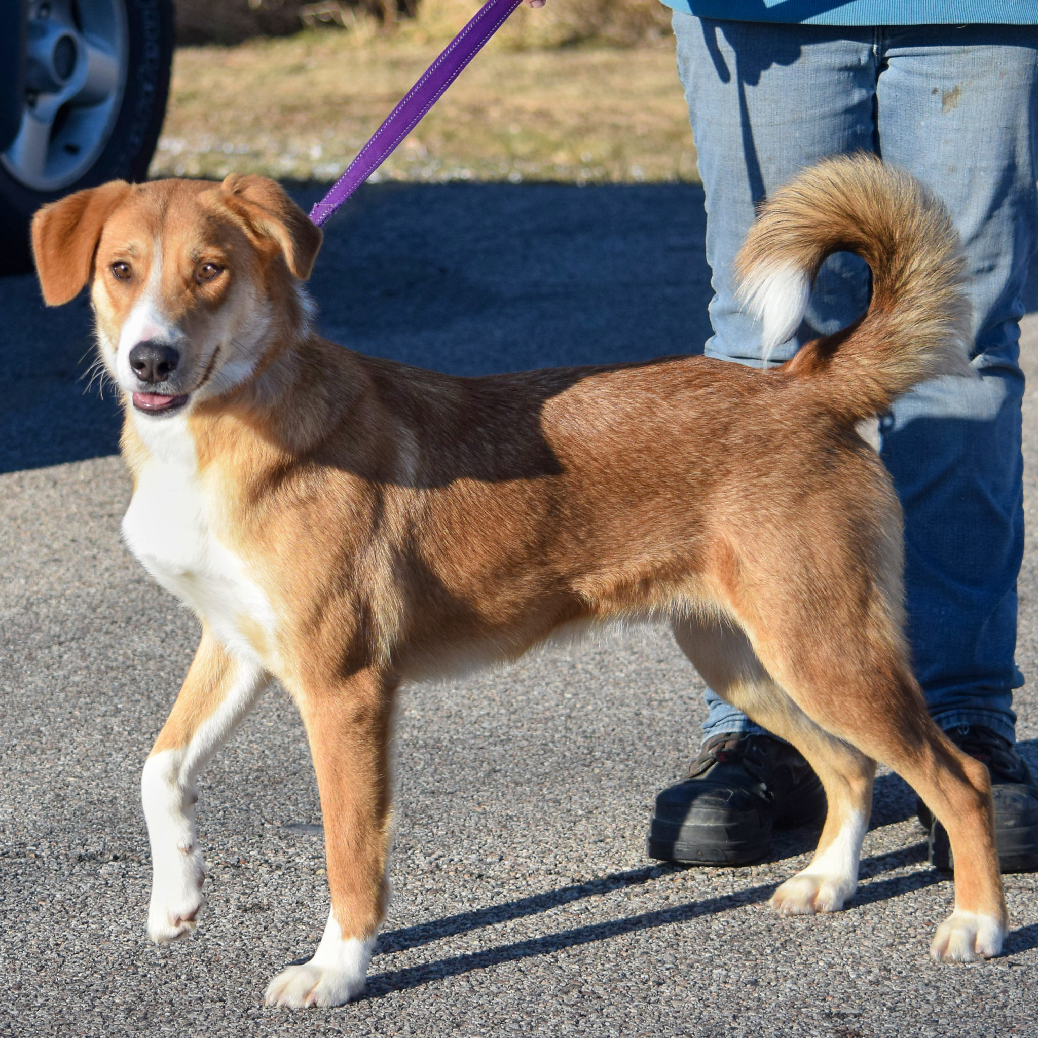 Scout - Animal House Shelter