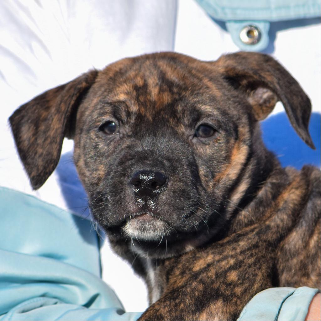 Darren - Animal House Shelter