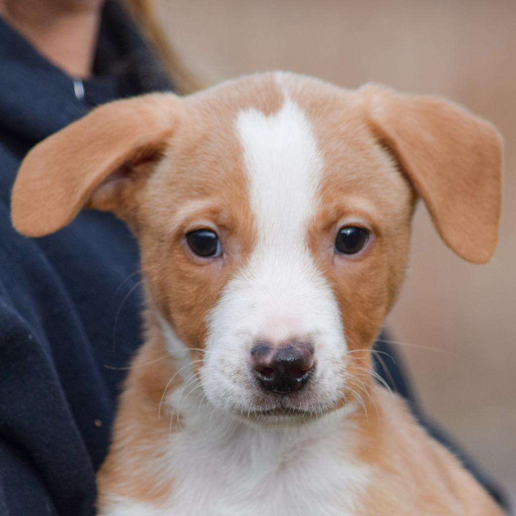 Echo - Animal House Shelter