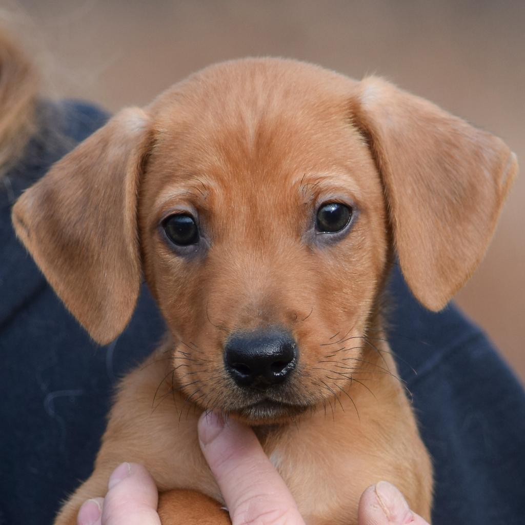 Emmet - Animal House Shelter