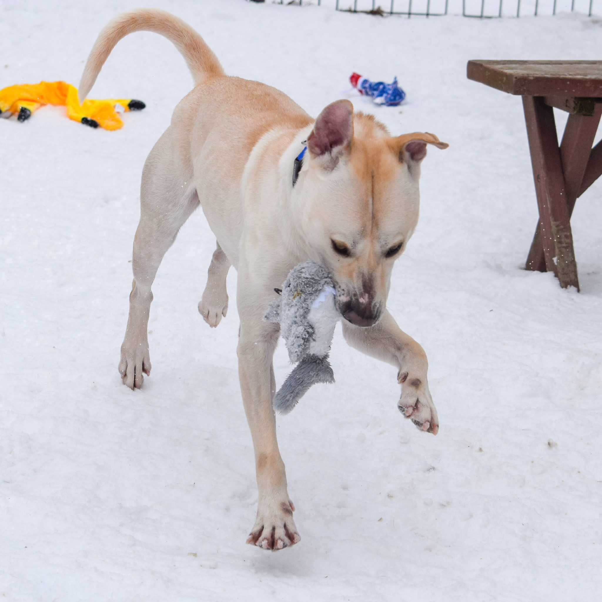 Beamer - Animal House Shelter