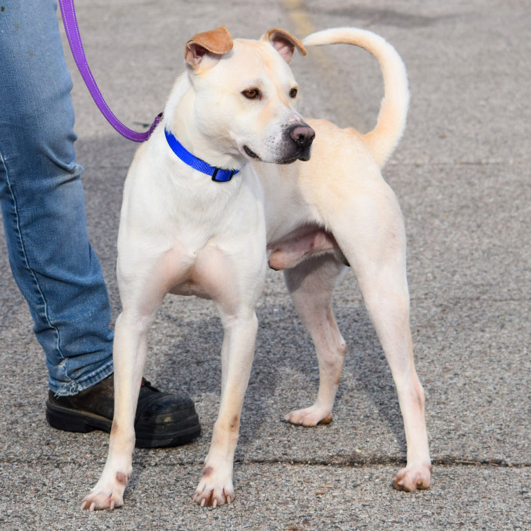 Beamer - Animal House Shelter