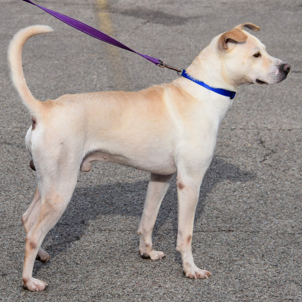 Beamer - Animal House Shelter