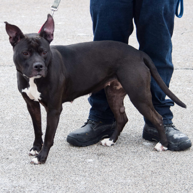 Chiquis - Animal House Shelter