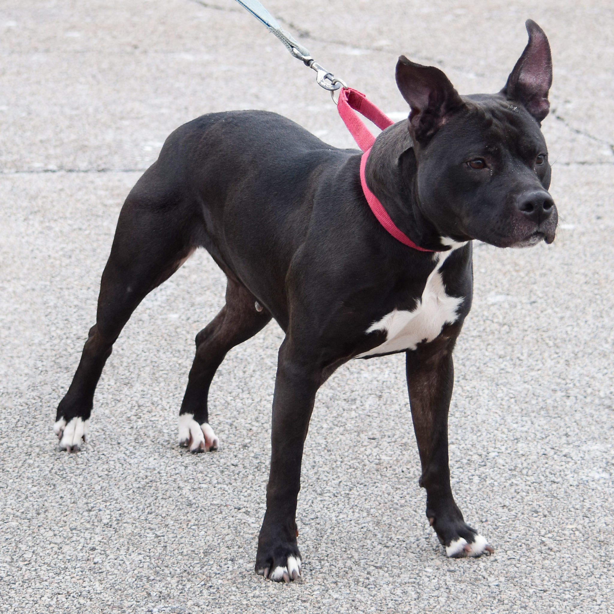 Chiquis - Animal House Shelter