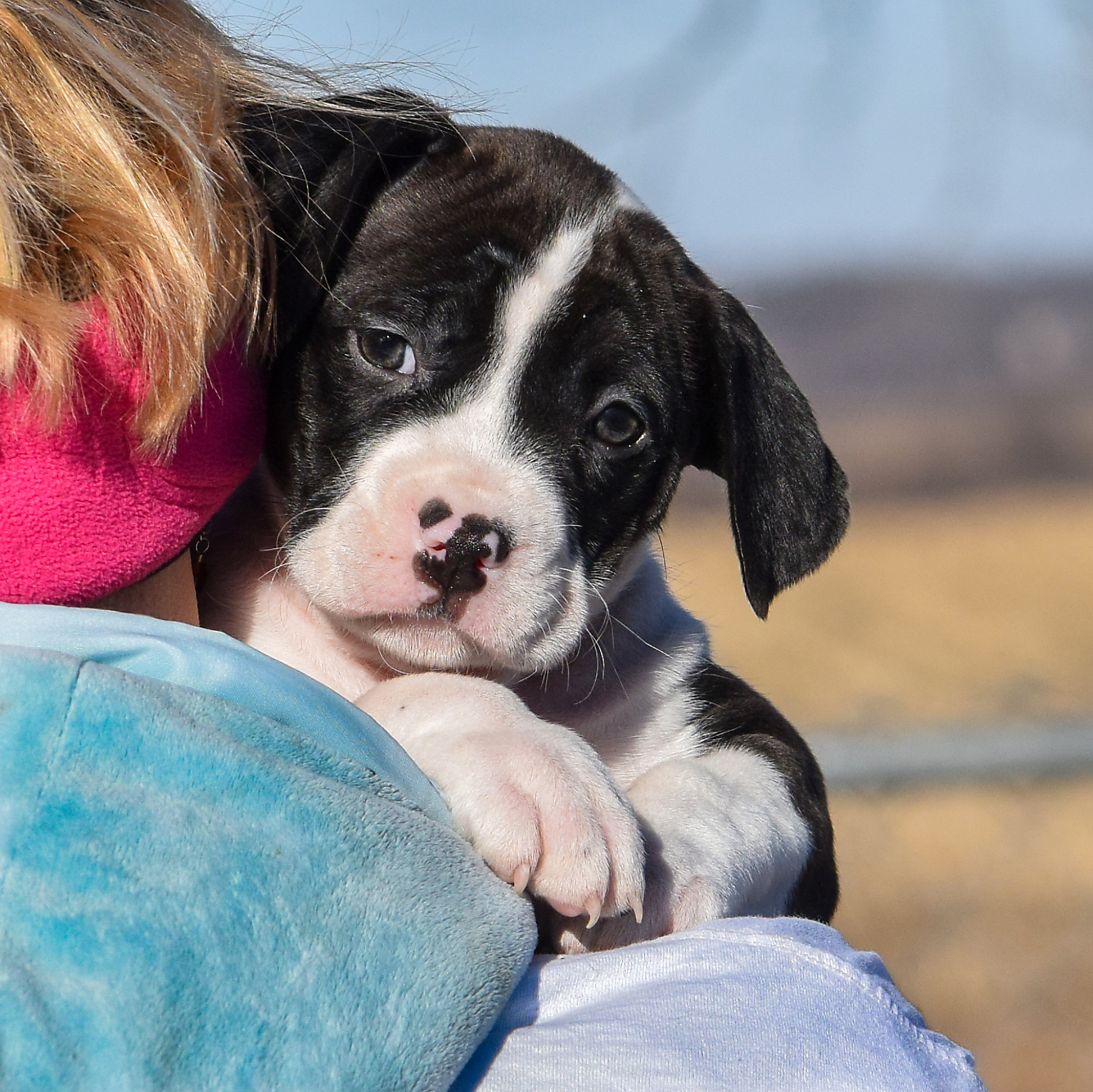 Freckles - Animal House Shelter