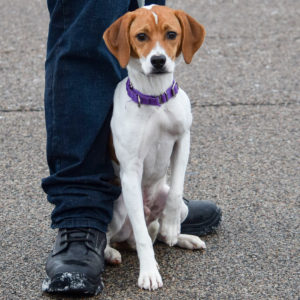 Garrett - Animal House Shelter