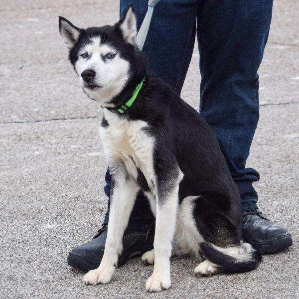 Keke - Animal House Shelter