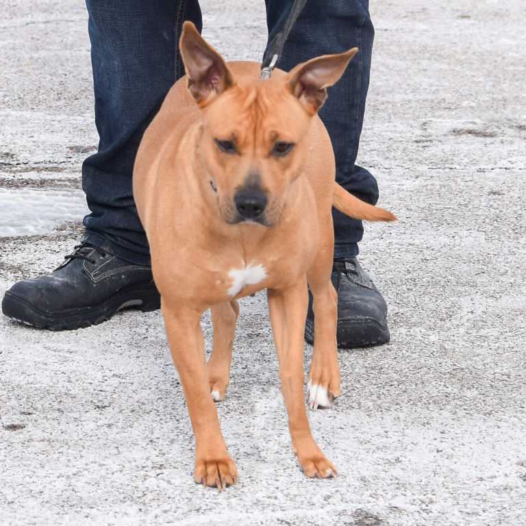 Skeeter - Animal House Shelter