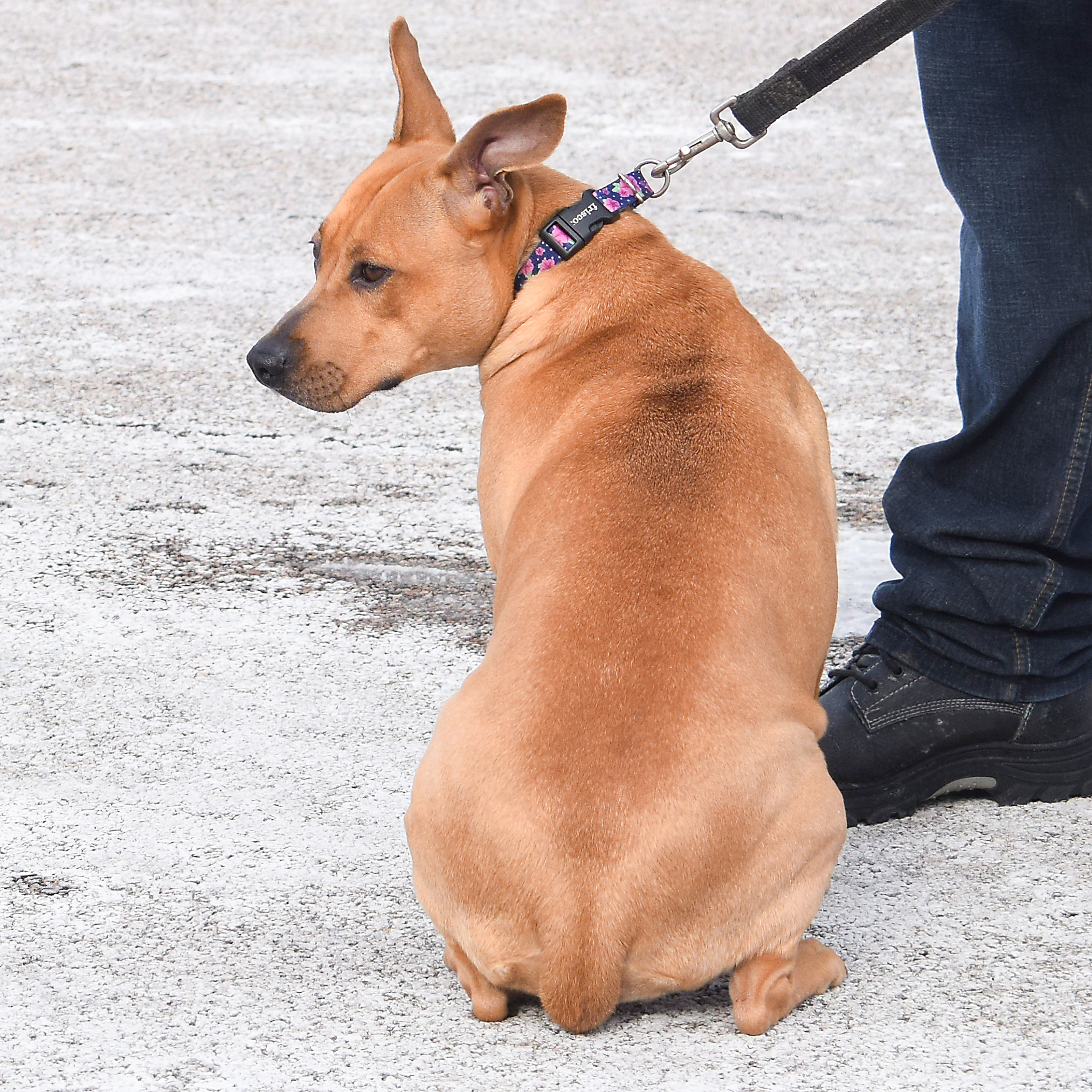 Skeeter - Animal House Shelter