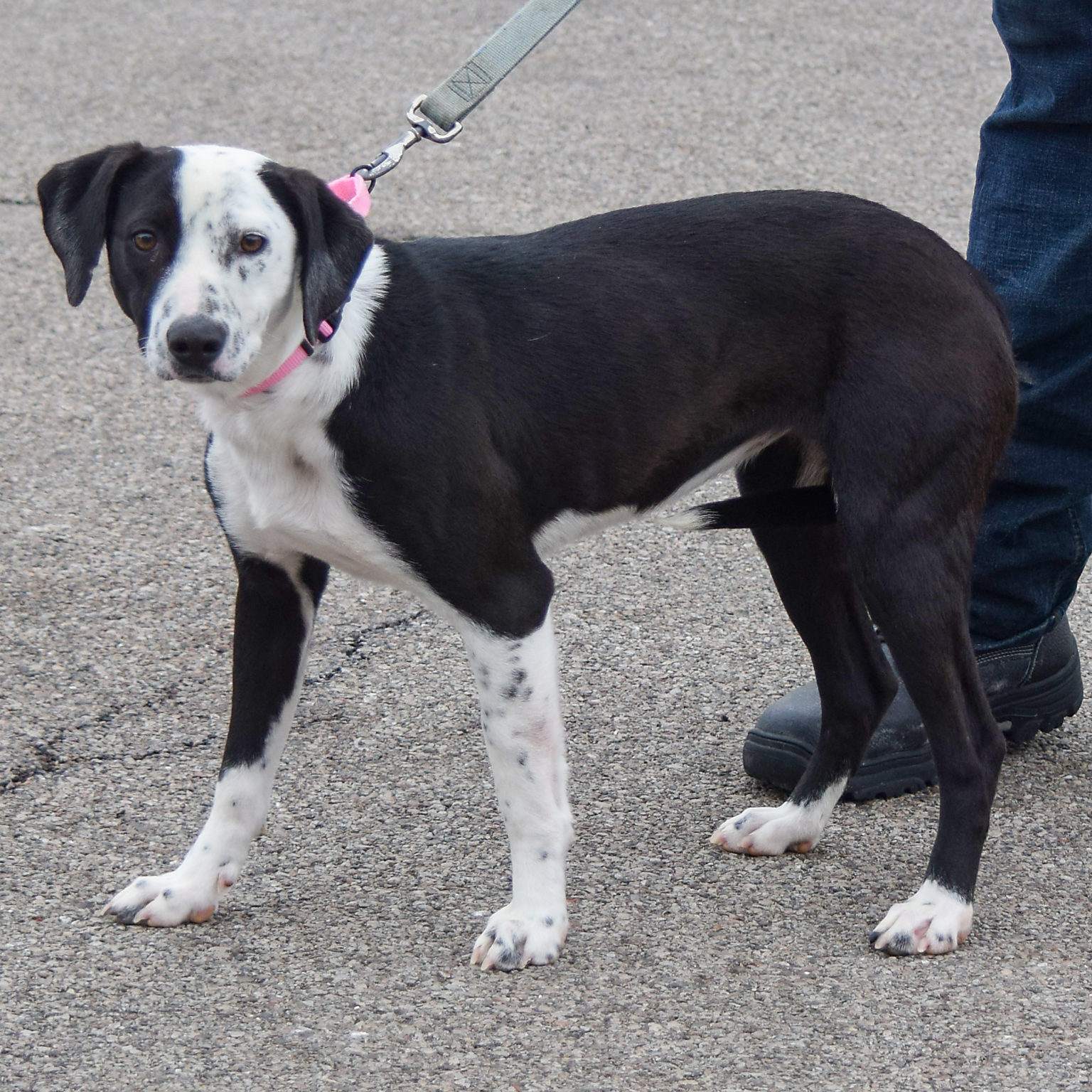 Skittles - Animal House Shelter