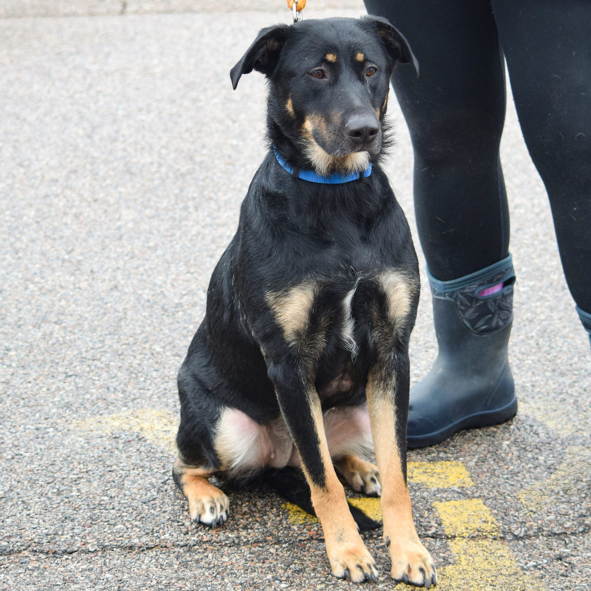 Torque - Animal House Shelter