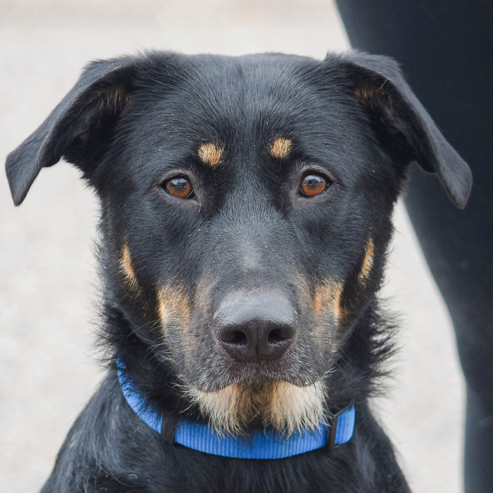 Torque - Animal House Shelter