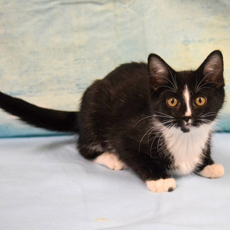 Becky - Animal House Shelter