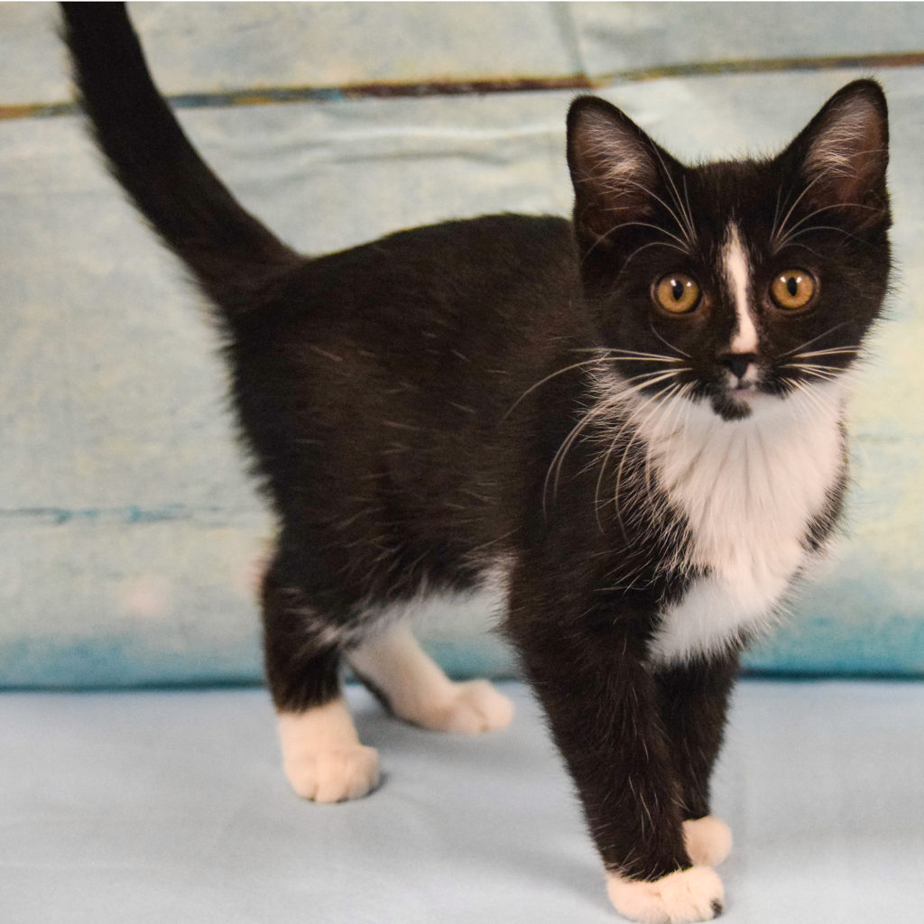 Becky - Animal House Shelter