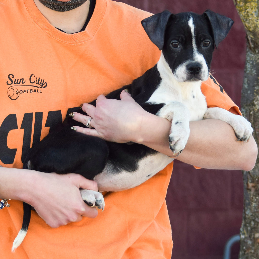 Columbia - Animal House Shelter