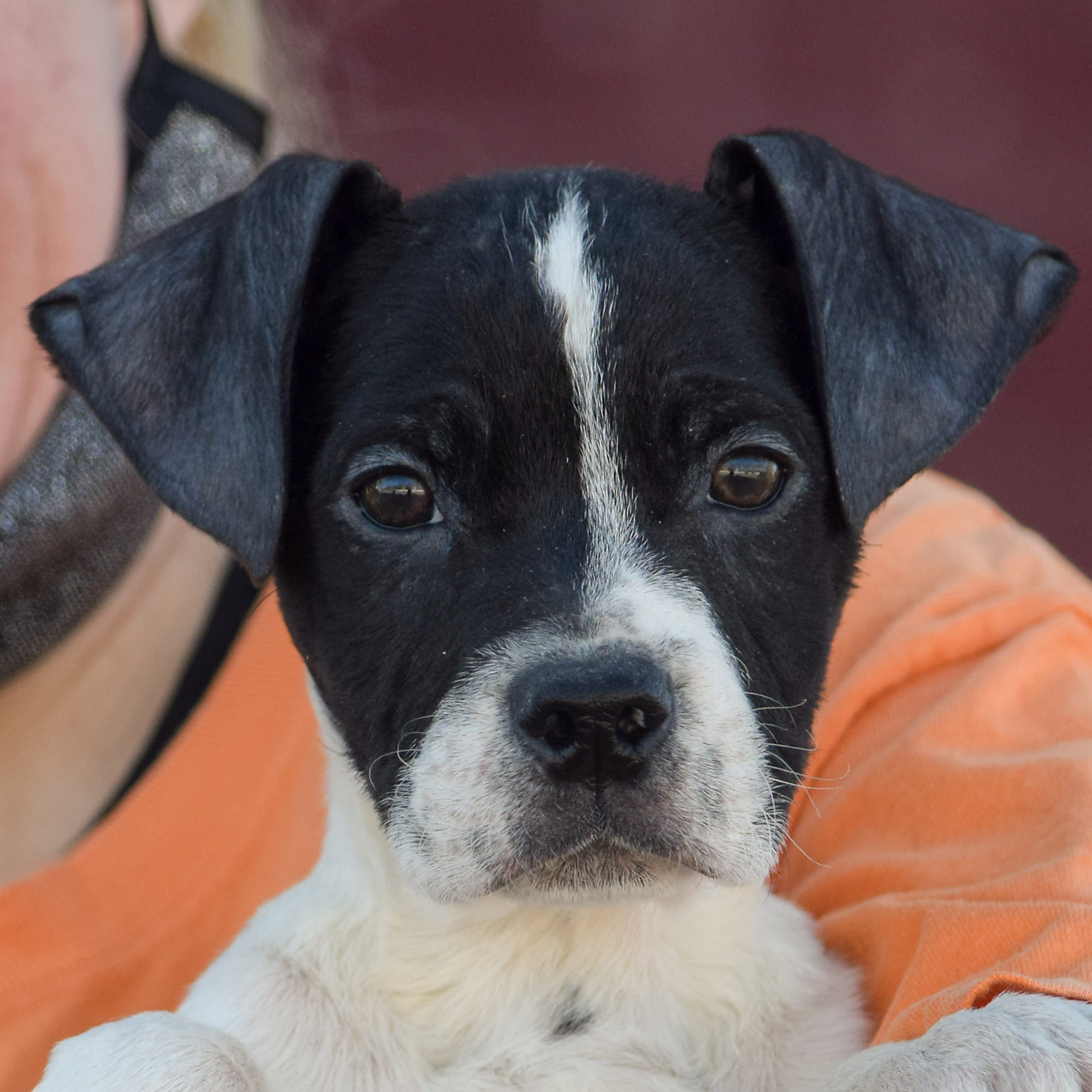 Columbia - Animal House Shelter