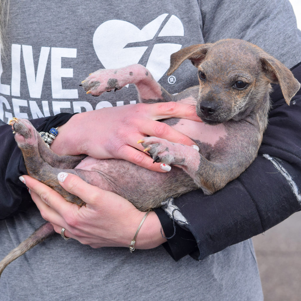 Jayde - Animal House Shelter