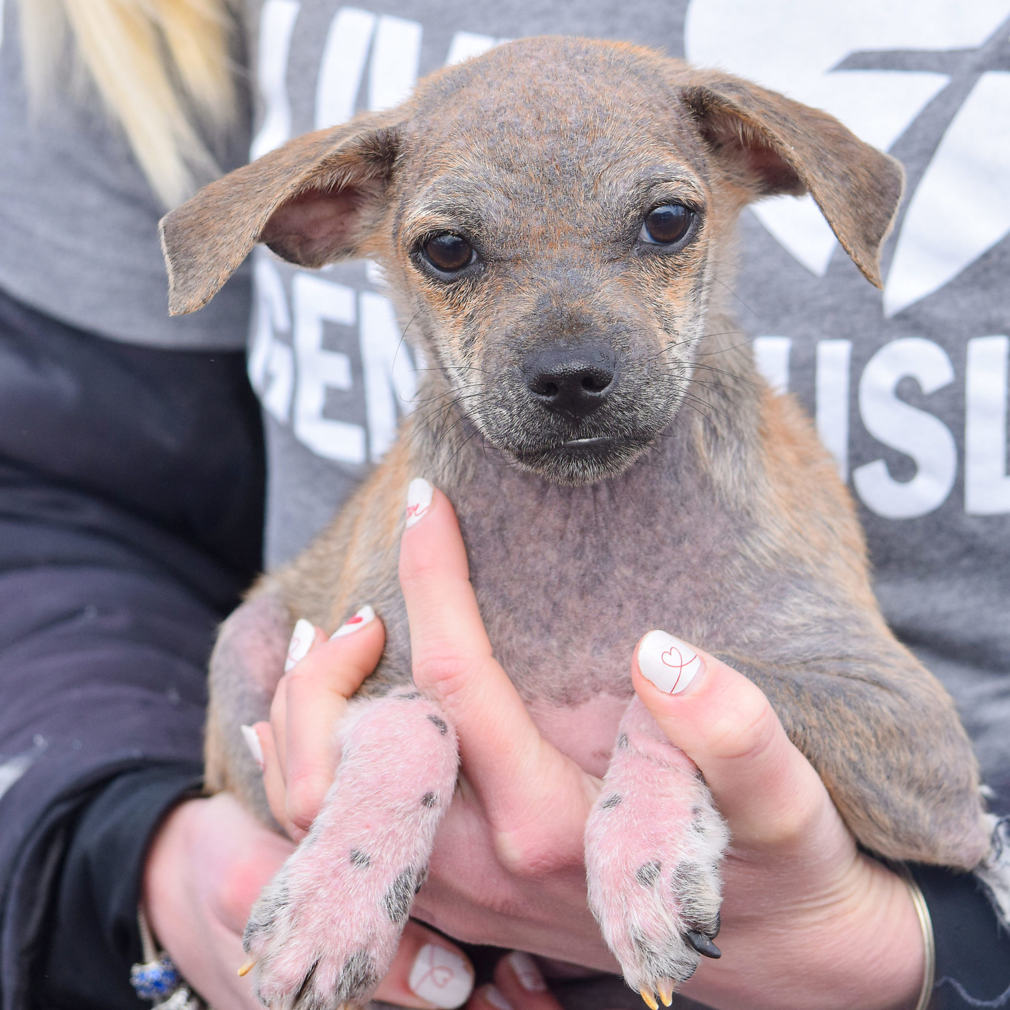 Jayde - Animal House Shelter