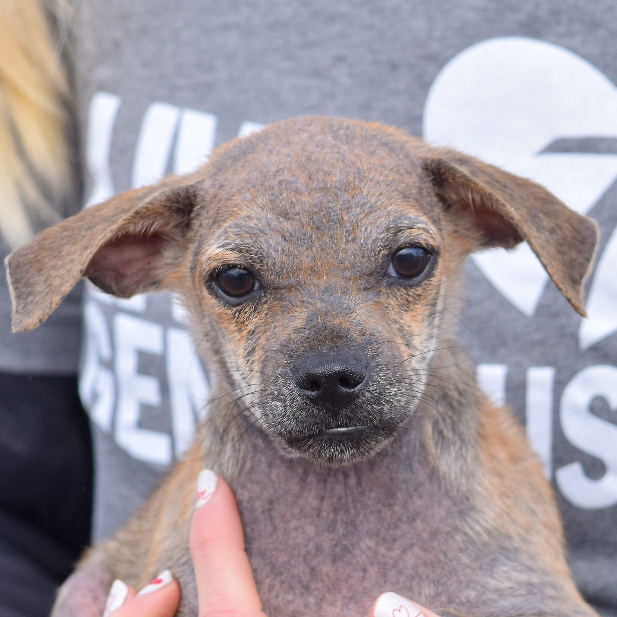 Jayde - Animal House Shelter