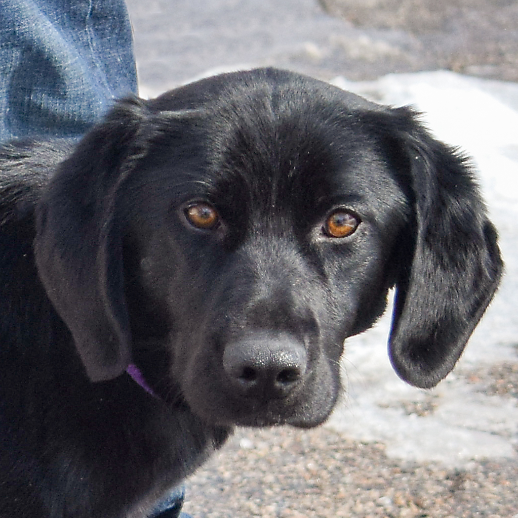 Kate - Animal House Shelter