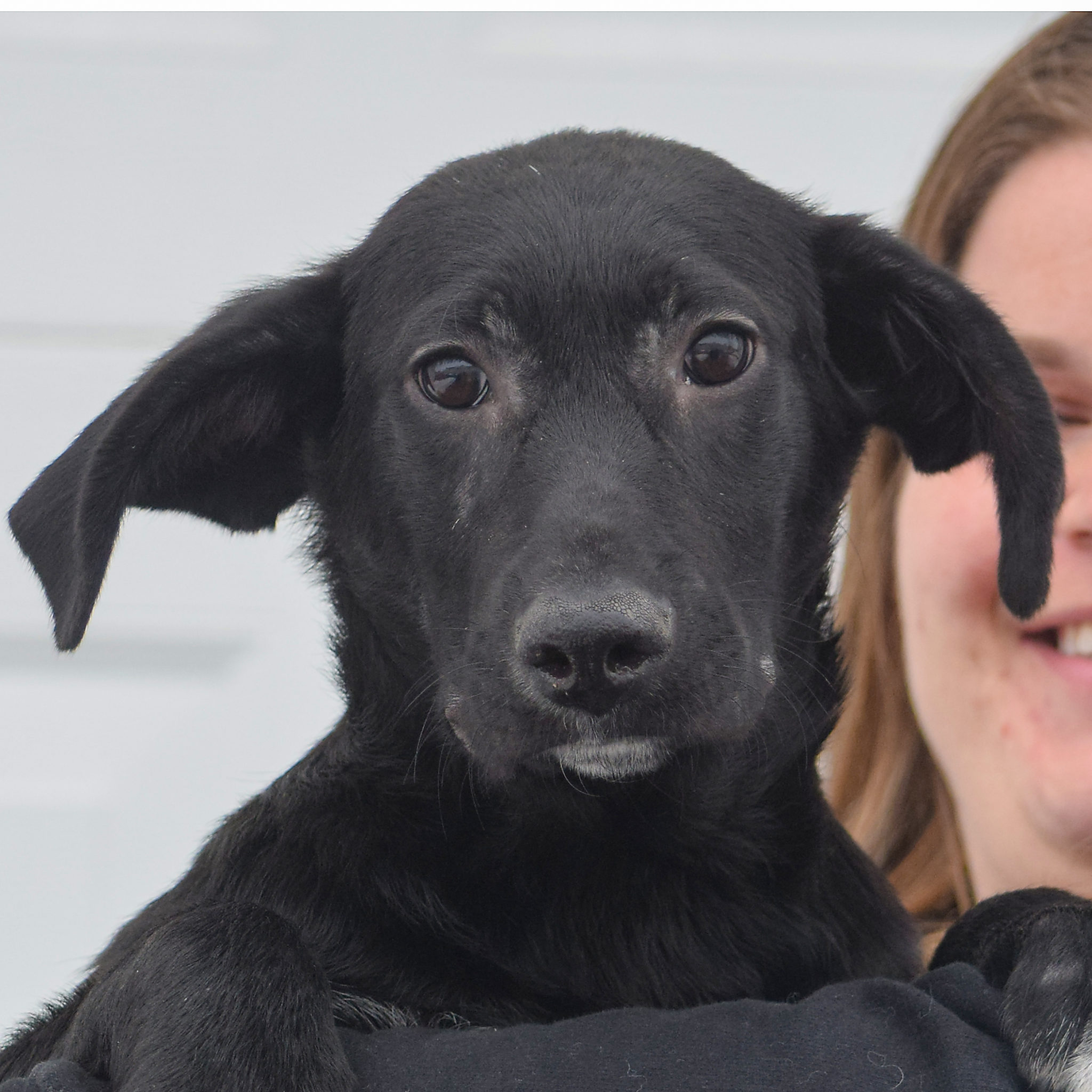 Kate - Animal House Shelter