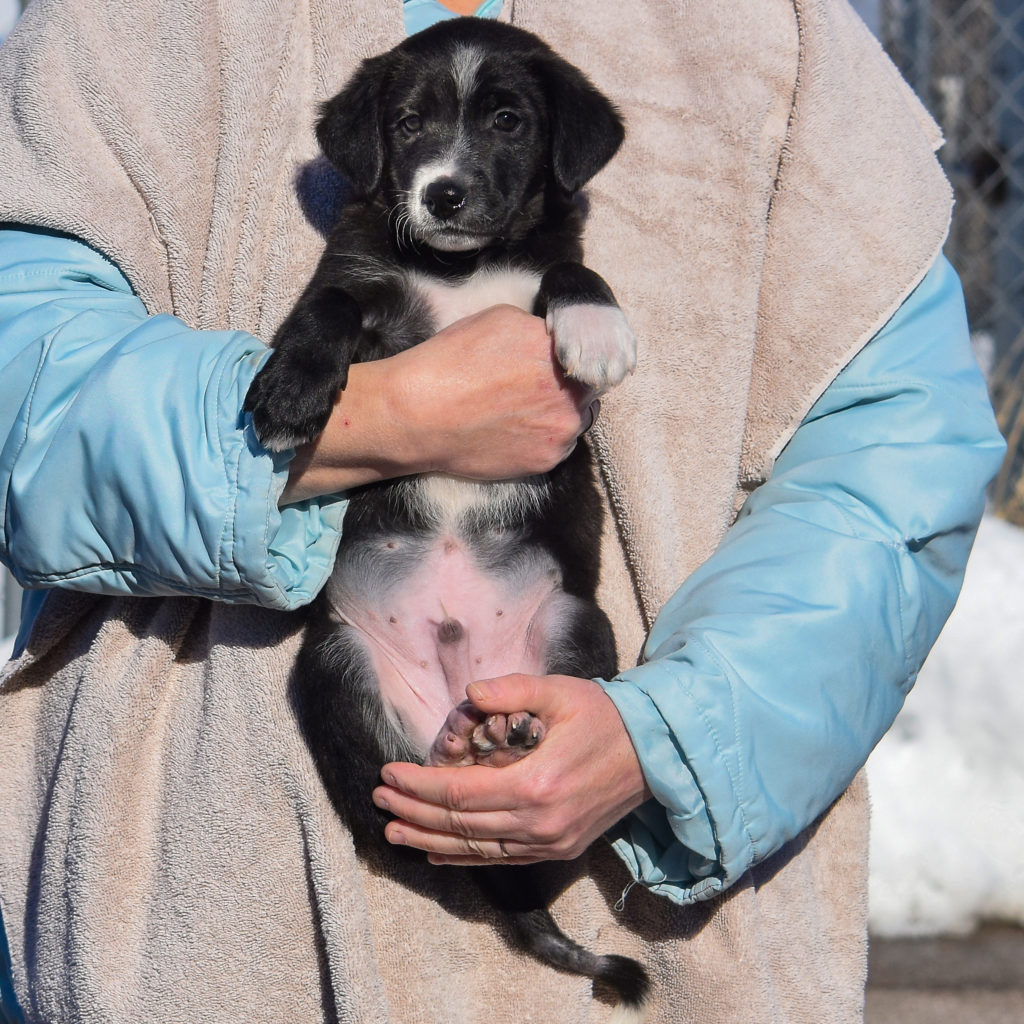 Liam - Animal House Shelter