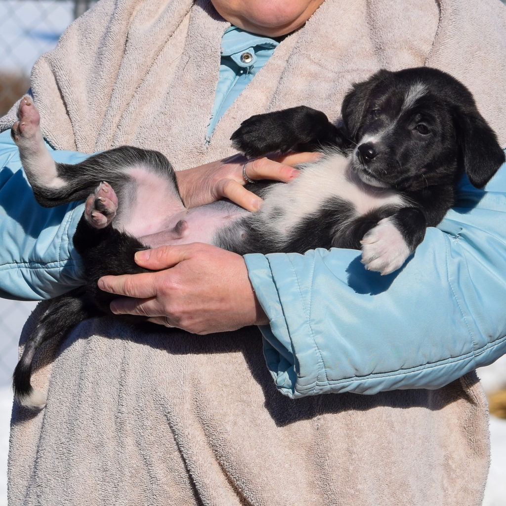 Liam - Animal House Shelter