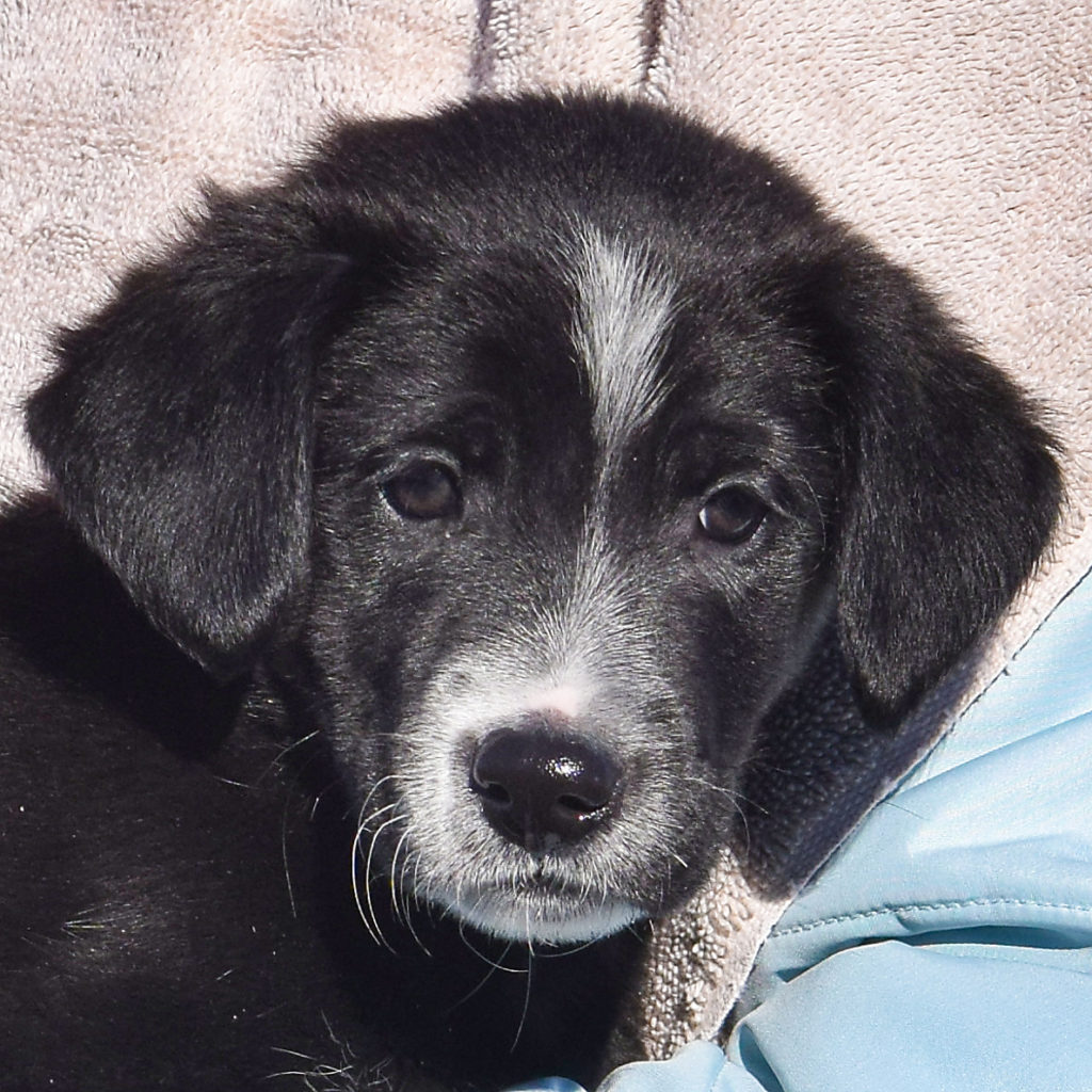 Liam - Animal House Shelter