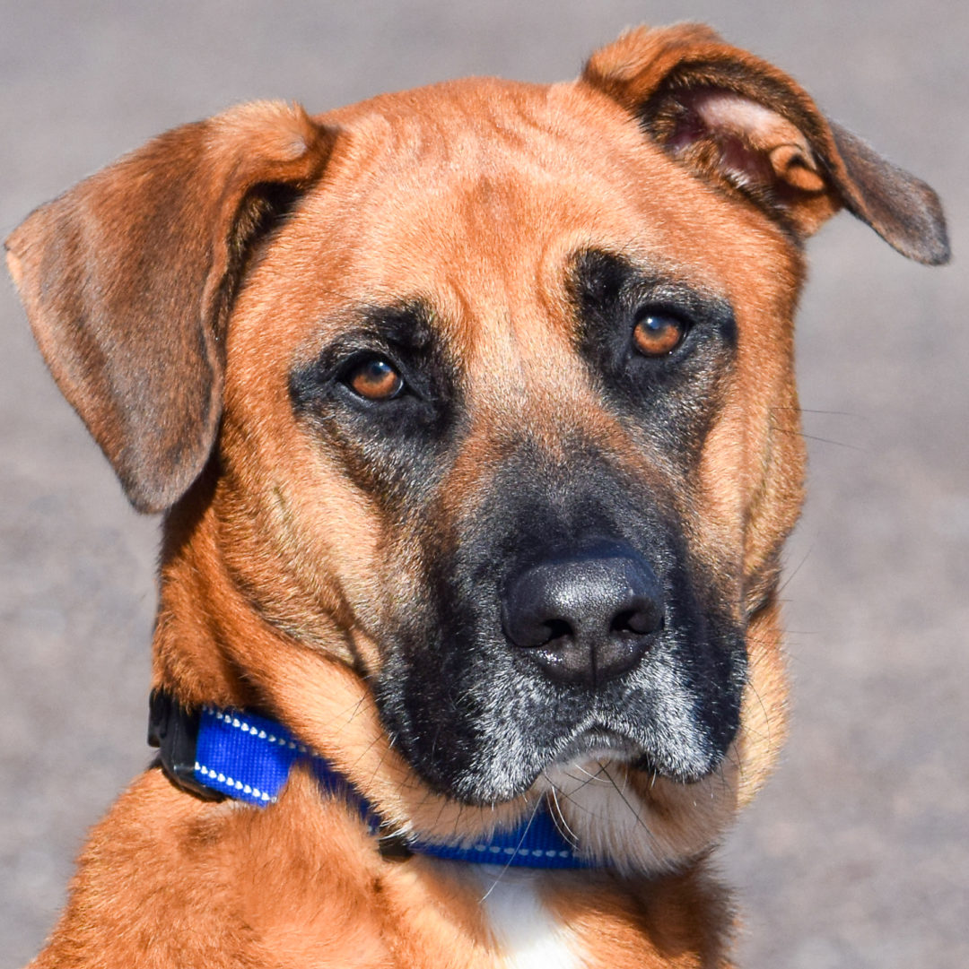 Magnus - Animal House Shelter