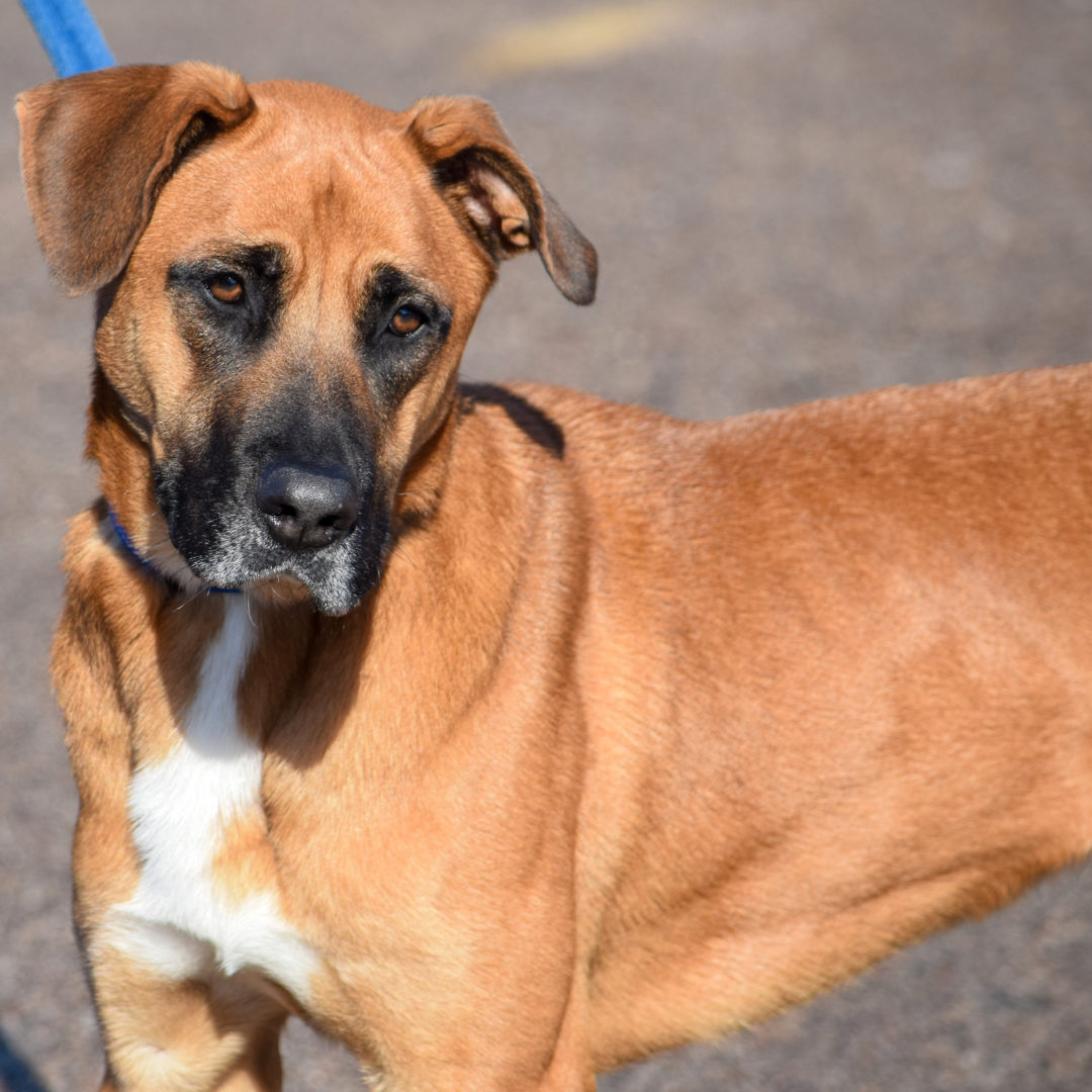 Magnus - Animal House Shelter