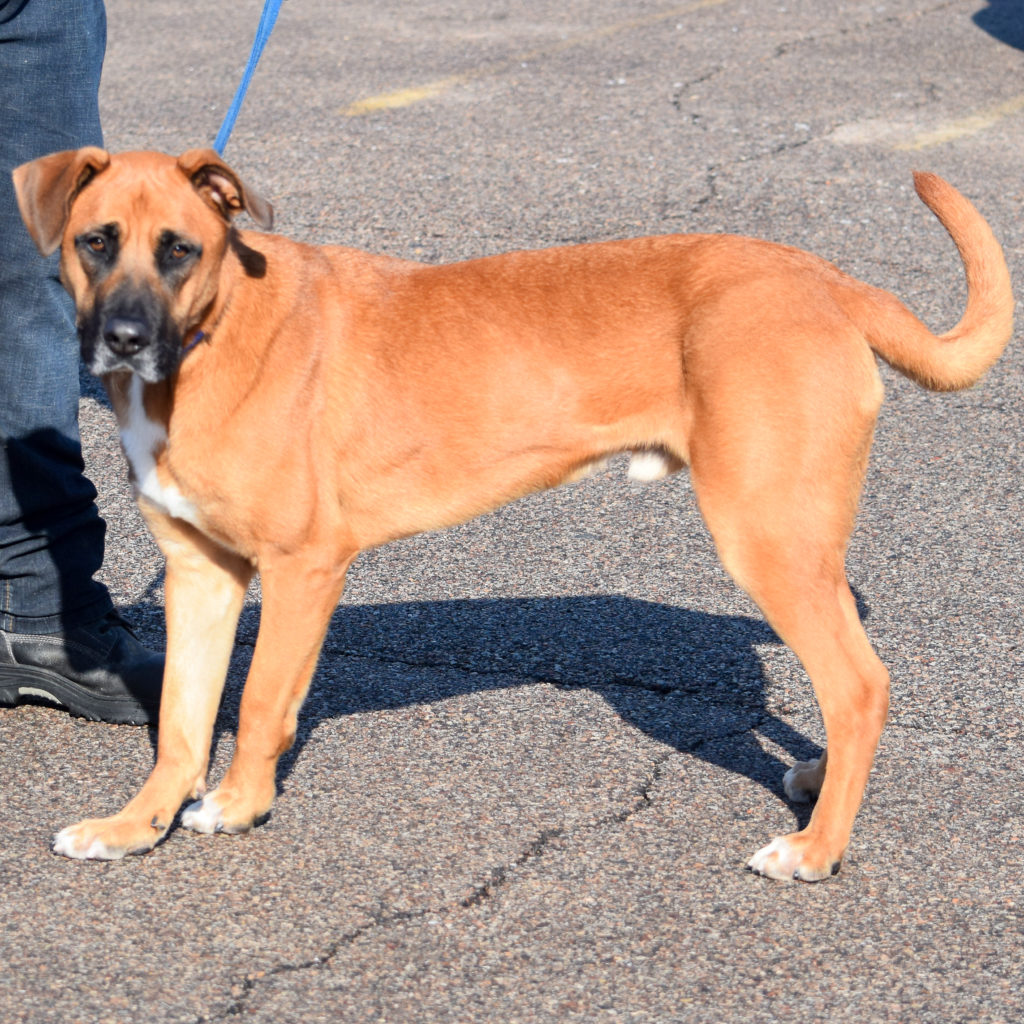 Magnus - Animal House Shelter