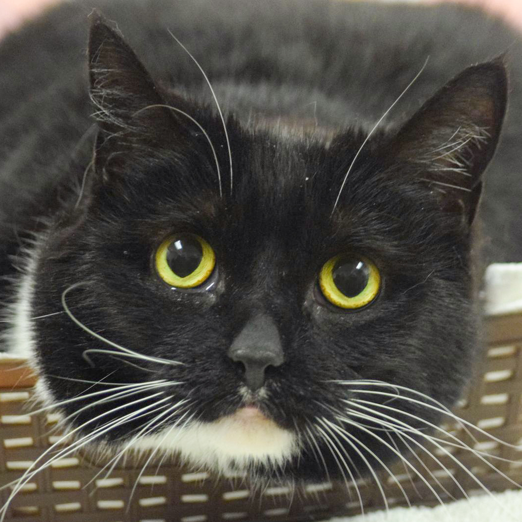 Foster Cats - Animal House Shelter