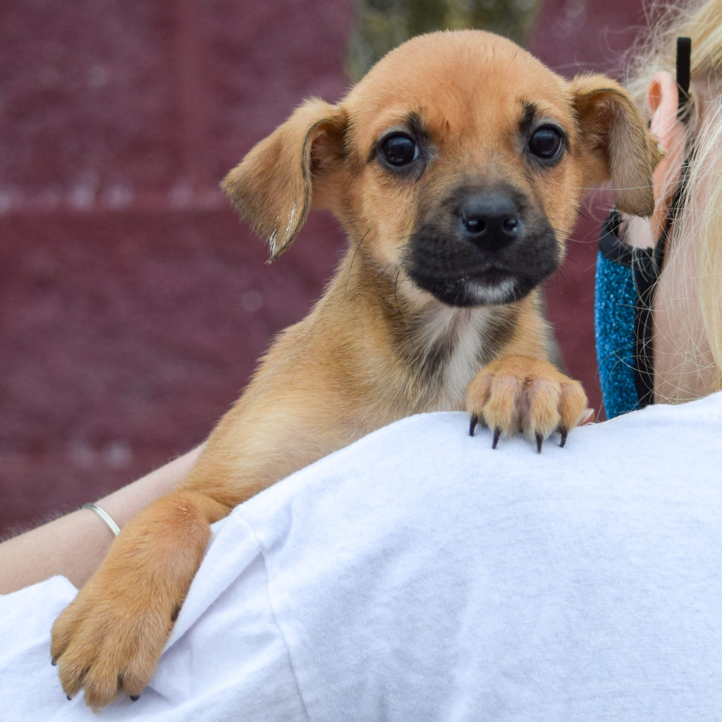 Patty - Animal House Shelter