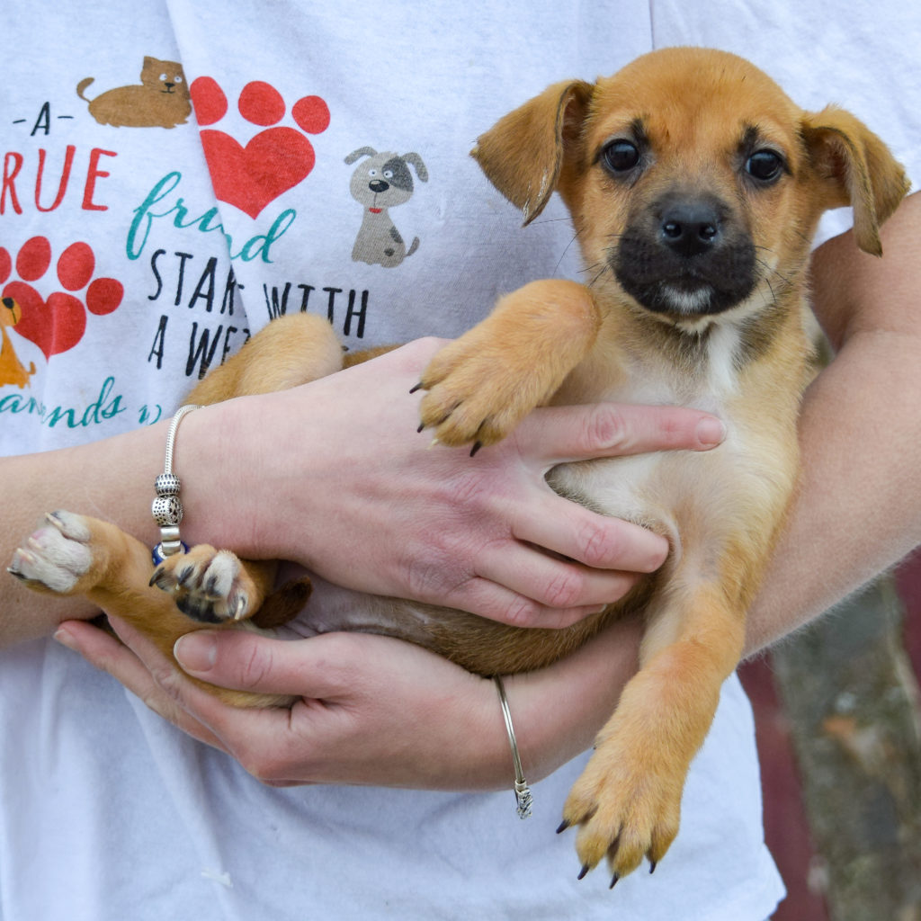 Patty - Animal House Shelter