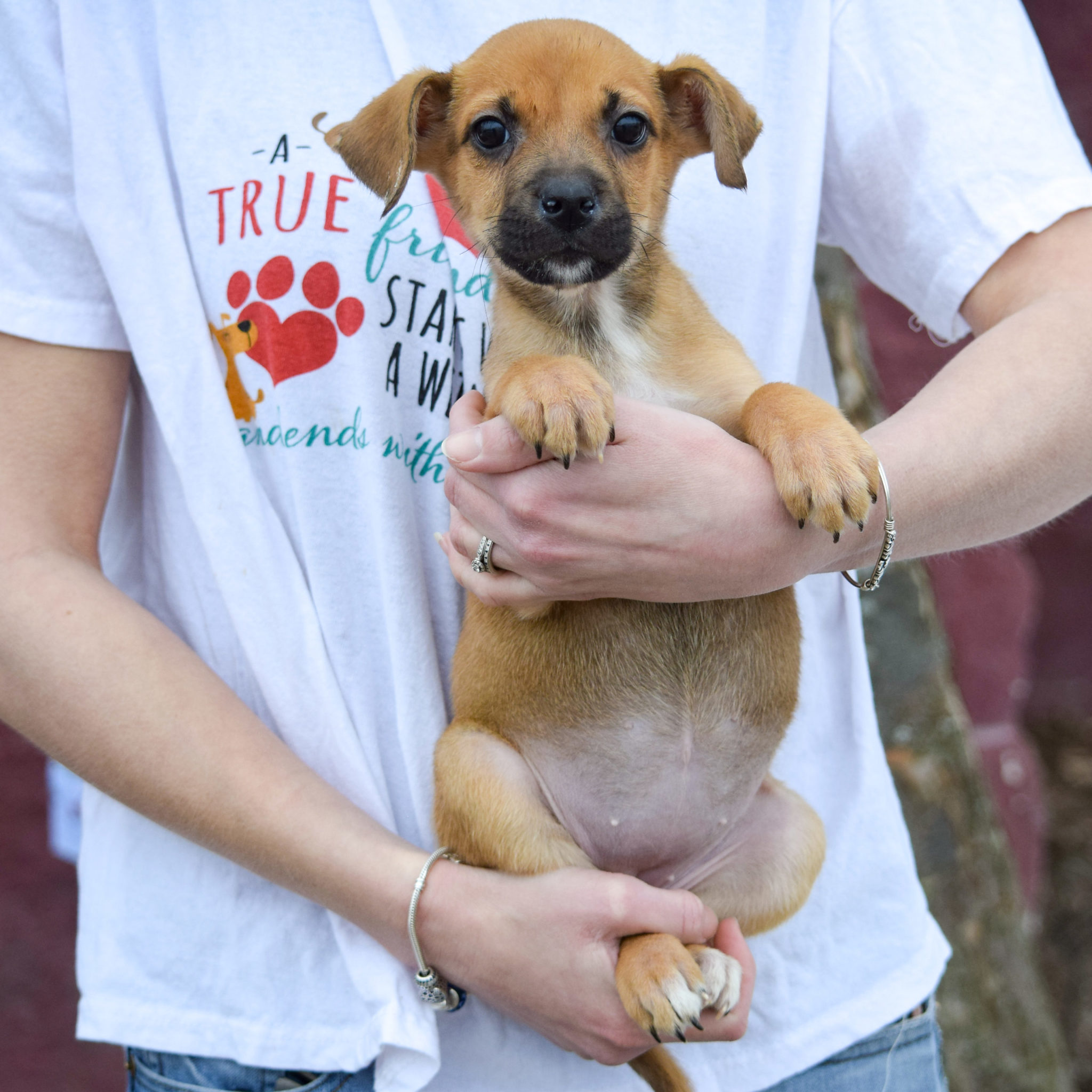 Patty - Animal House Shelter