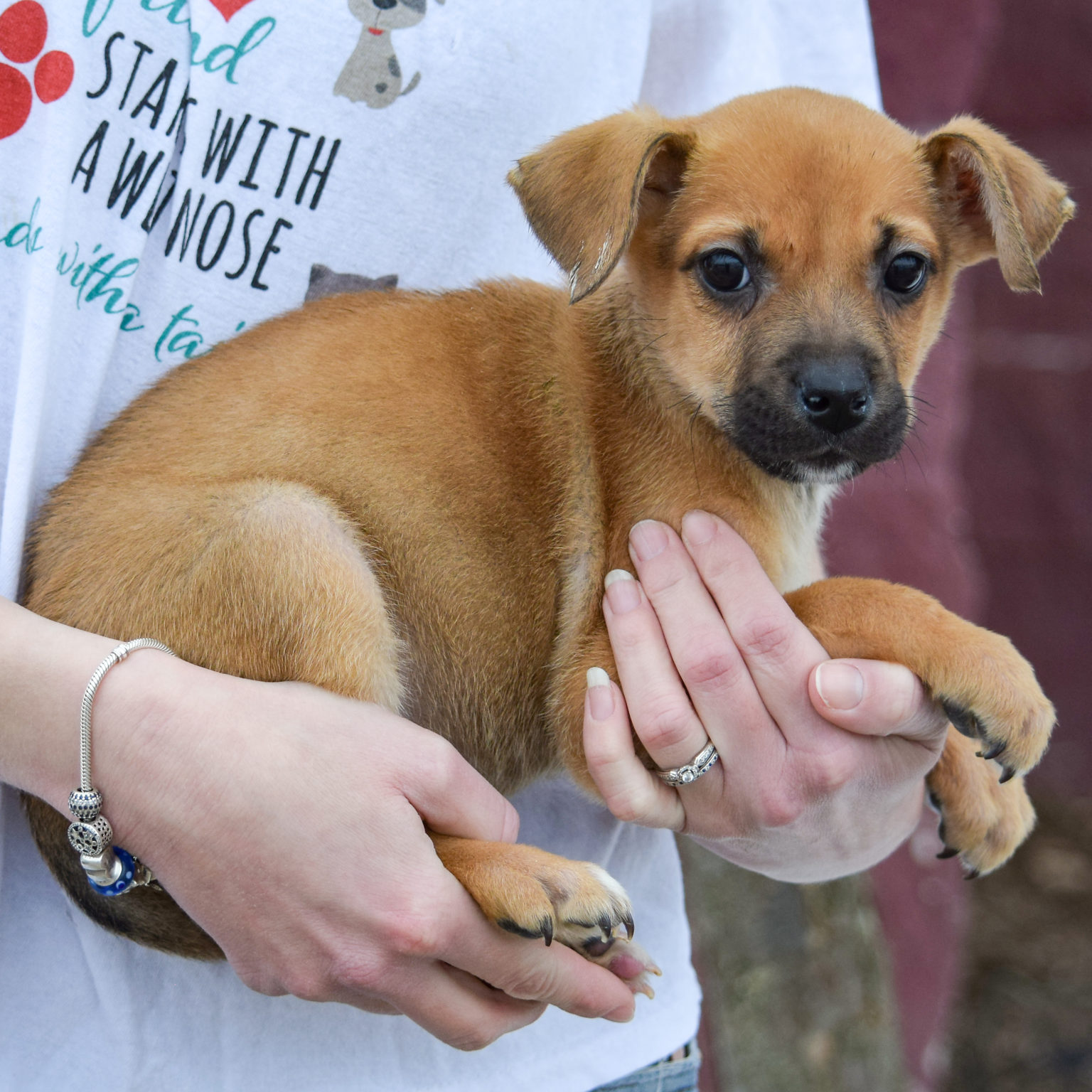 Patty - Animal House Shelter