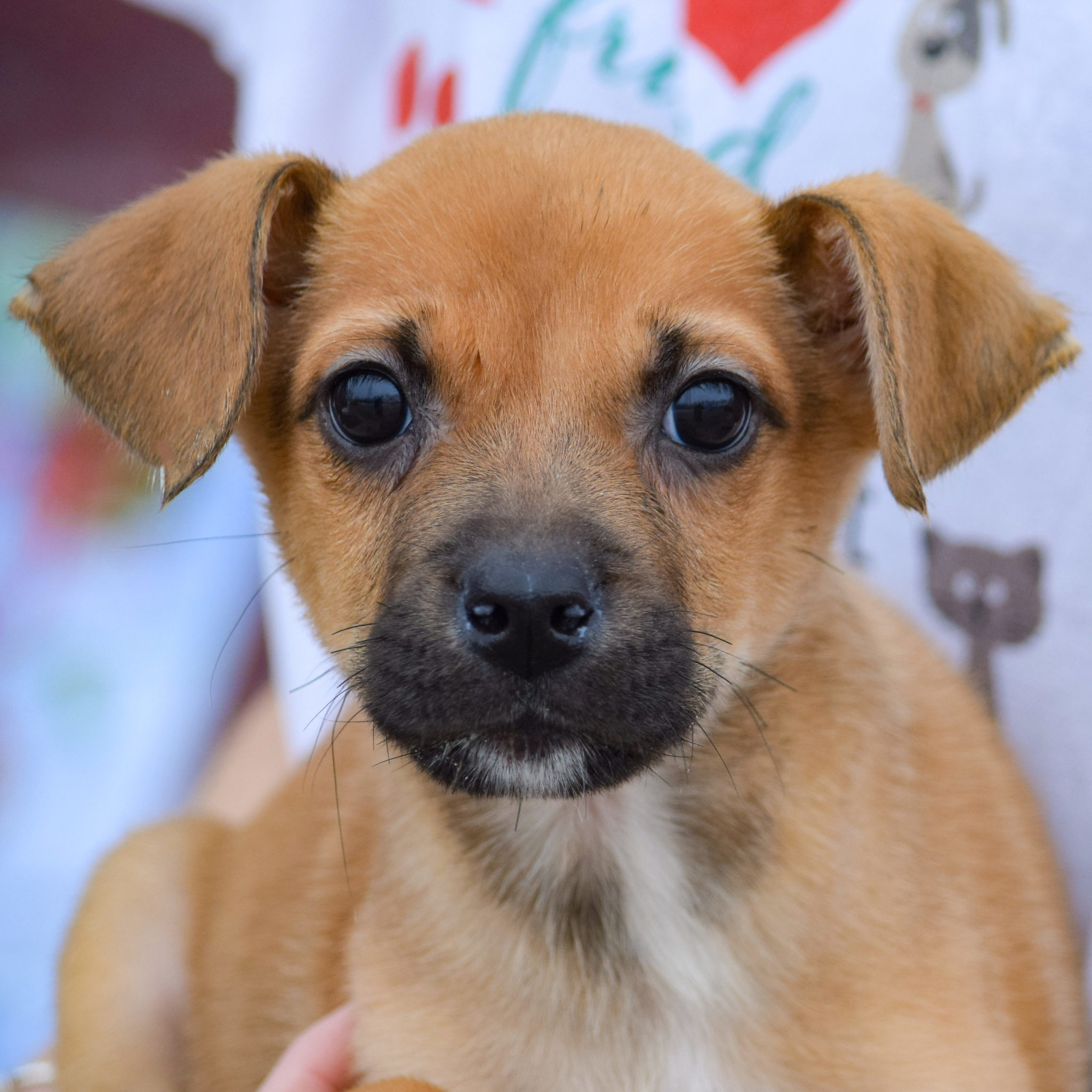 Patty - Animal House Shelter