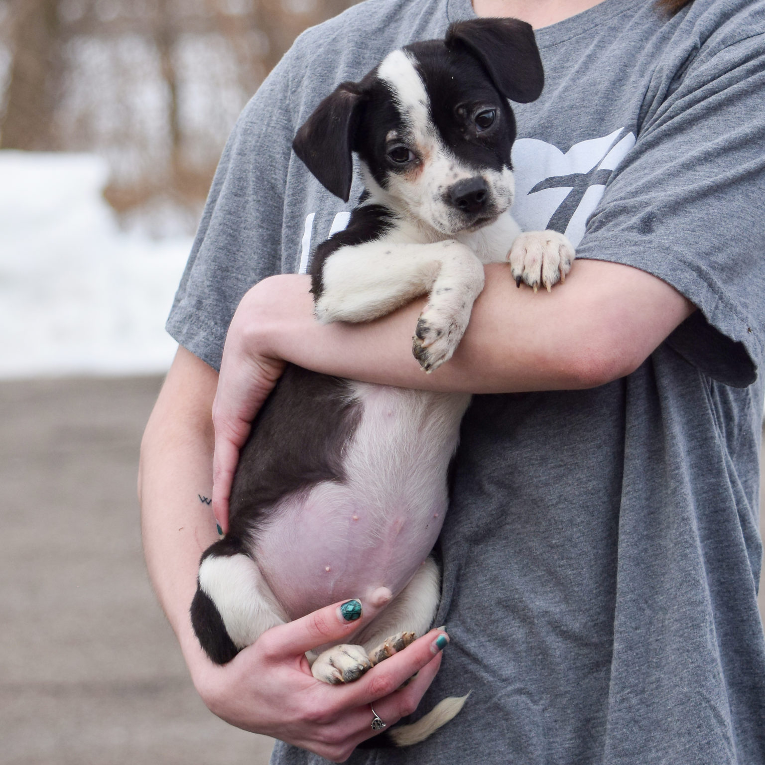 Topaz - Animal House Shelter