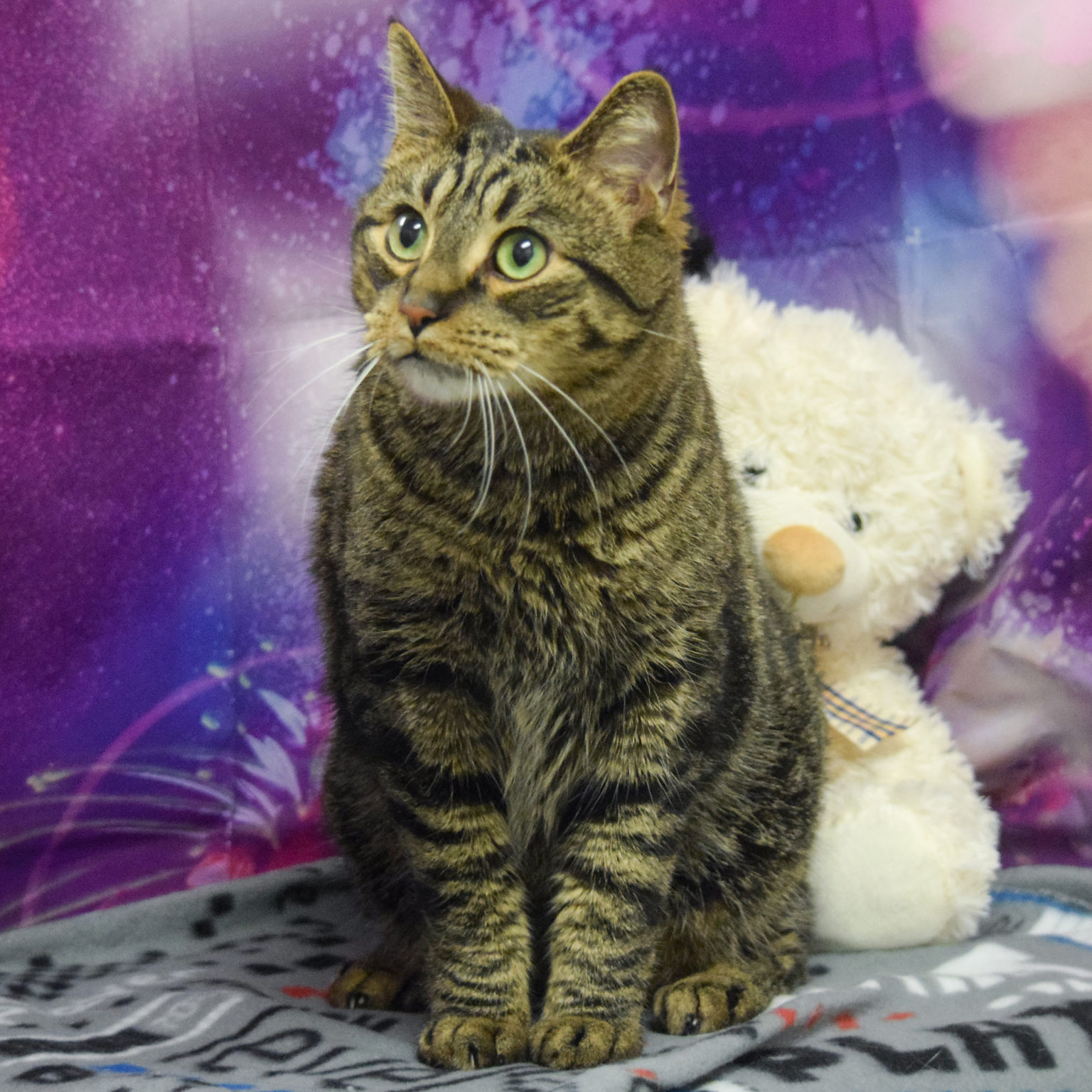 Tucker - Animal House Shelter