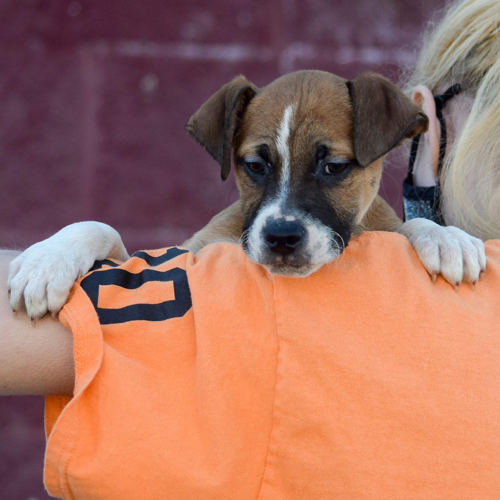 Yale - Animal House Shelter